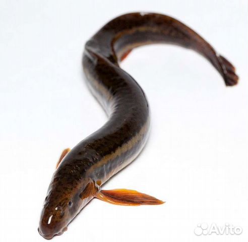 Рыба пискун(вьюн)