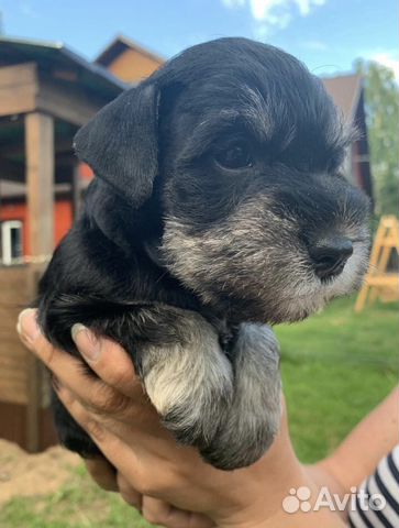 Цвергодети черный с серебром