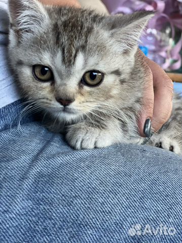 Шотландские котята