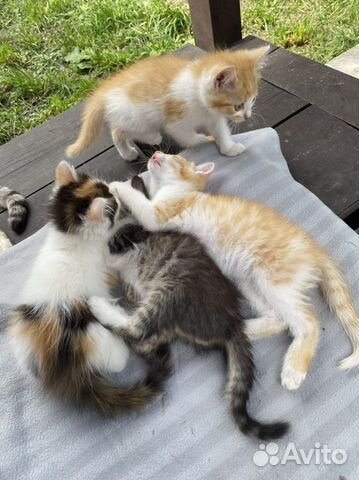 Отдам котят в добрые руки