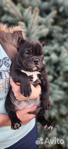 Американский булли