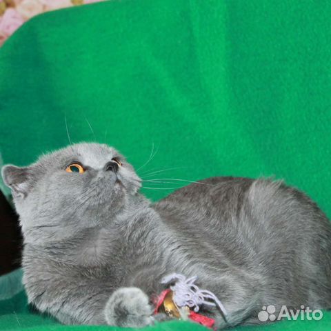 Шотландская кошечка