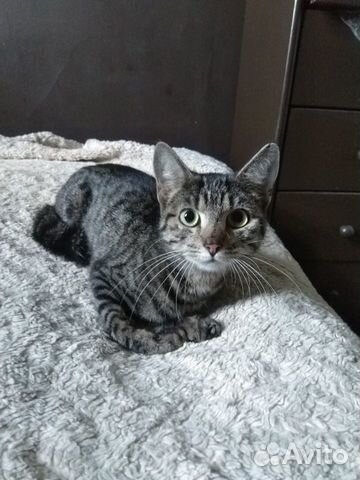 Котенок подросток полосатая девочка