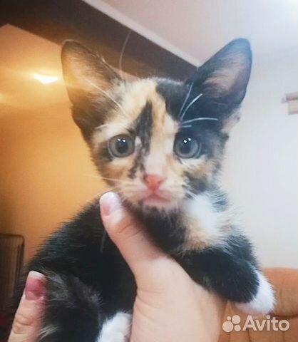Котёнок ласковая трехцветка девочка 2 мес