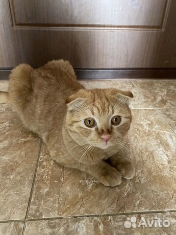 Шотландский кот