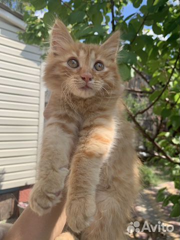 Рыжик в добрые руки