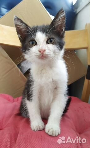 Ласковая умница котенок Эля 2мес