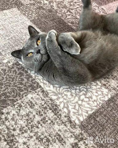 Отдам в добрые руки Британца