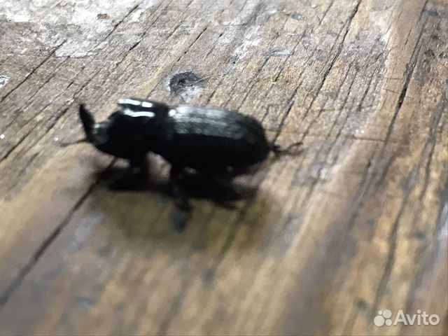 Жук носорог живой