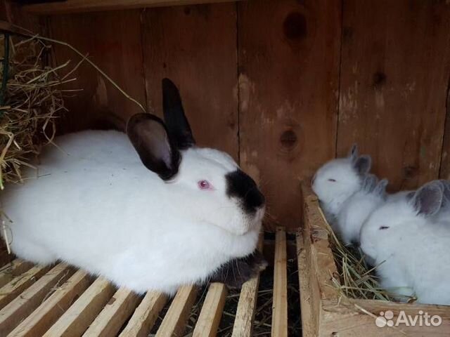 Калифорнийские кролики