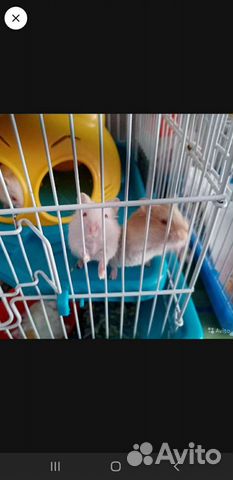 Джунгарский хомяк девочка