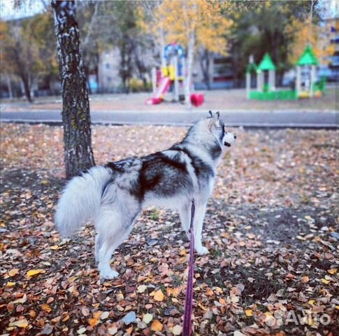 Вязка сибирский хаски