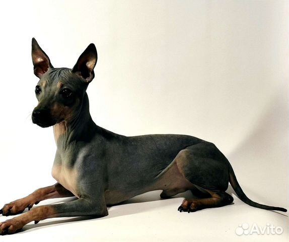 Замечательный парень агт