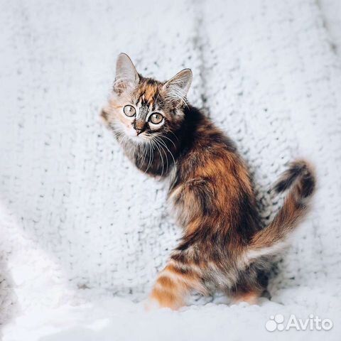 Малышка Элис в дар, ищем хозяина