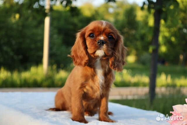 Малышка Лилу. Кавалер Кинг Чарльз