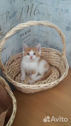 Котята отдам даром