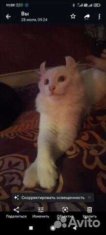 Американский кёрл