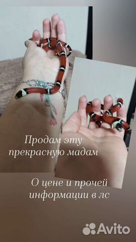 Молочная змея