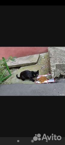 Нужна помощь котенку, которого хотят отравить