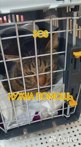 Коту нужно переливание крови