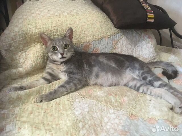 Кошка Дуняша