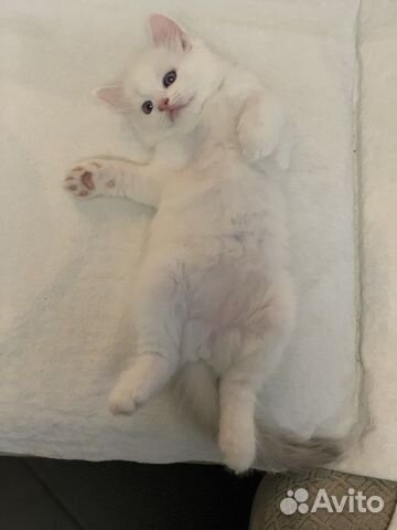 Котята