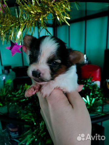 Щенки бабочки