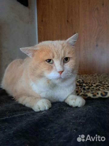 Котик с бирюзовыми глазами 1год