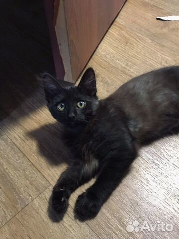 Кошка