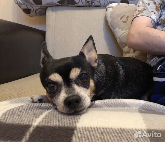 Найдена собака