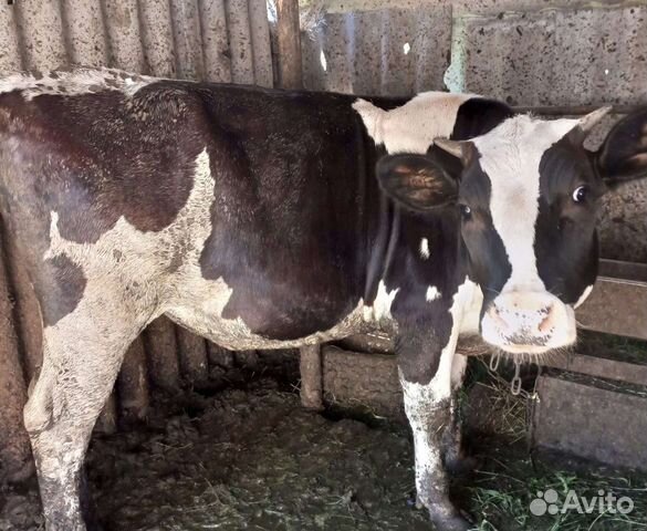 Корова, телка