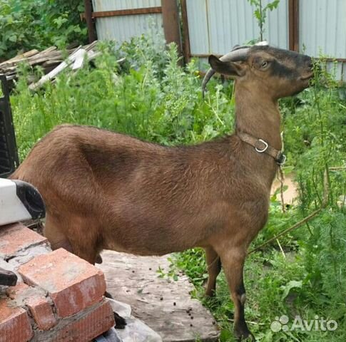 Продам дойную козу