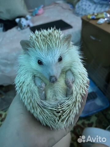 Африканский карликовый ежик