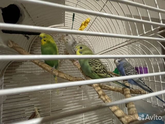 Волнистый попугай