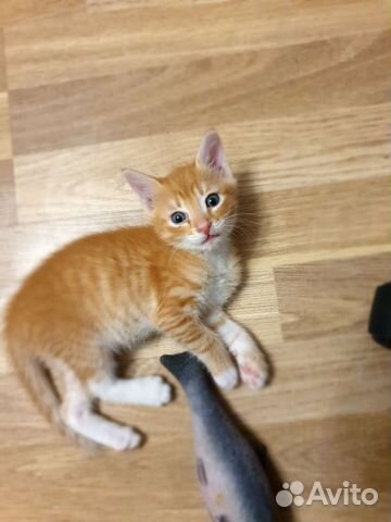 Котенок 1 месяц