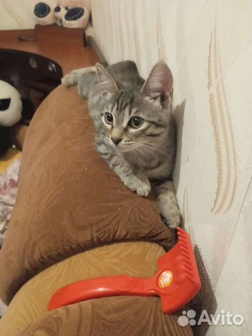 Кошечка в добрые руки