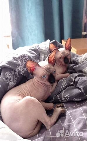 Канадский сфинкс котенок