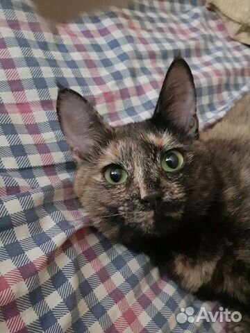 Черепашка котенок 7мес привита и стерилизованна