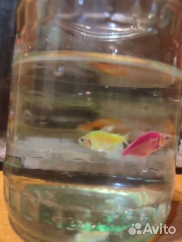 Рыба, тернеция