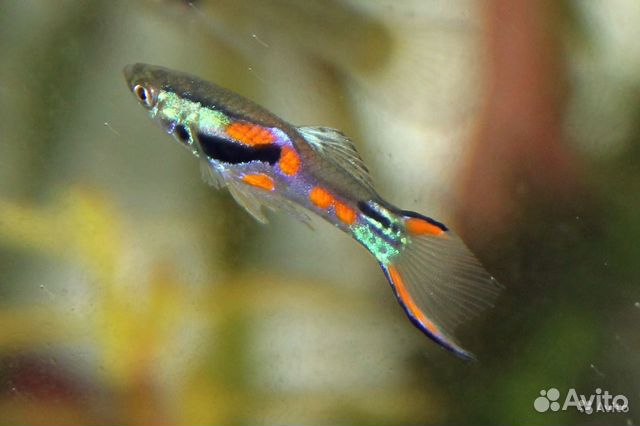 Рыбки аквариумные гуппи