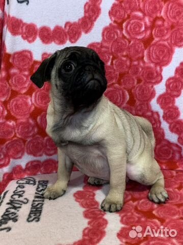 Мопс девочка Черри