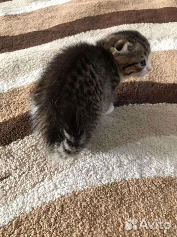 Кошки в добрые руки