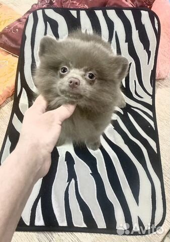 Лиловая шпицуля -девуля -помшпиц редкий окрас