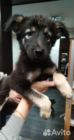 Щенок в добрые руки