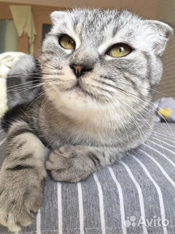 Кошка на вязку