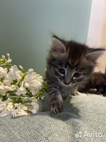 Котята сибирской кошки