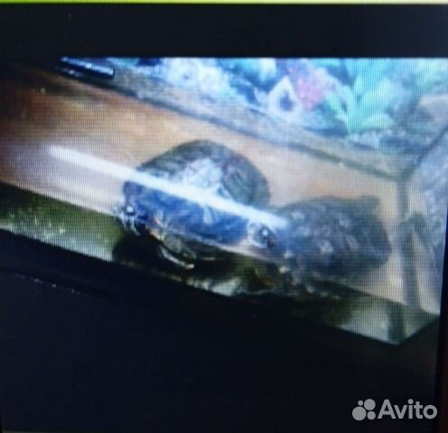 Красноухая черепаха бесплатно