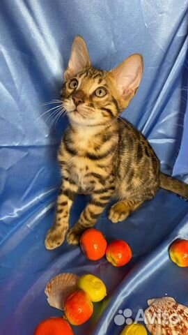 Бенгальская кошка