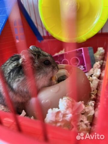 Джунгарский хомяк в добрые руки