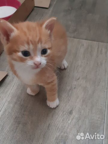 Котята - символ года